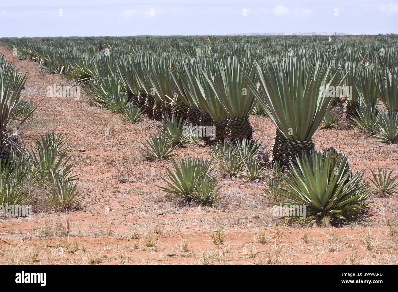 Sisal is agave Agave sisalana that yields stiff Stock Photo - Alamy