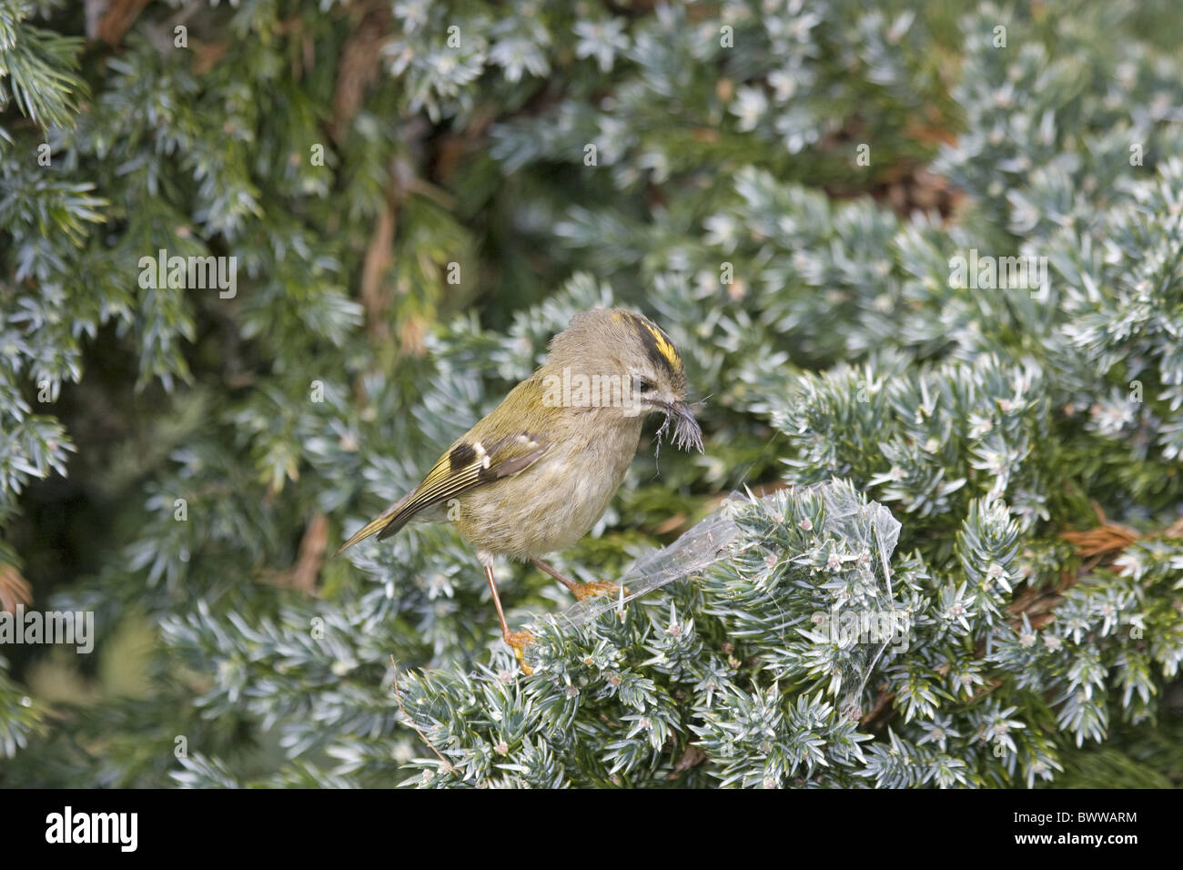 Goldcrest nest hi-res stock photography and images - Alamy