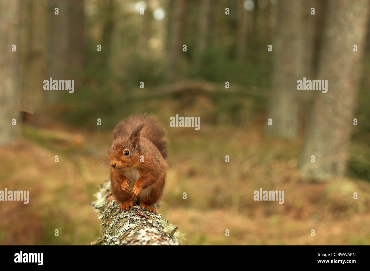 Eurasian Red Squirrel Sciurus vulgaris adult Stock Photo - Alamy