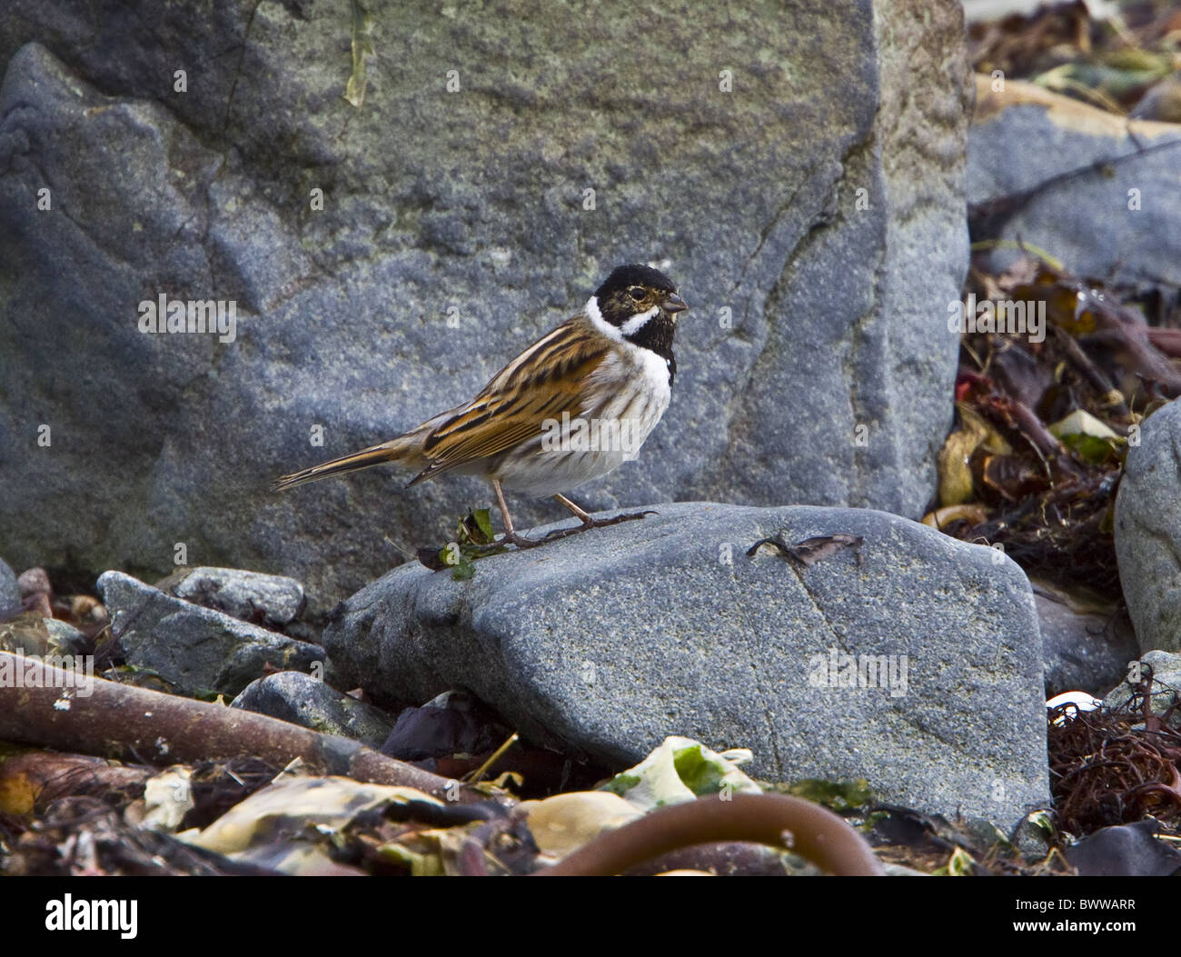 Bunting reed common emberiza schoeniclus bunting buntings bird birds ...
