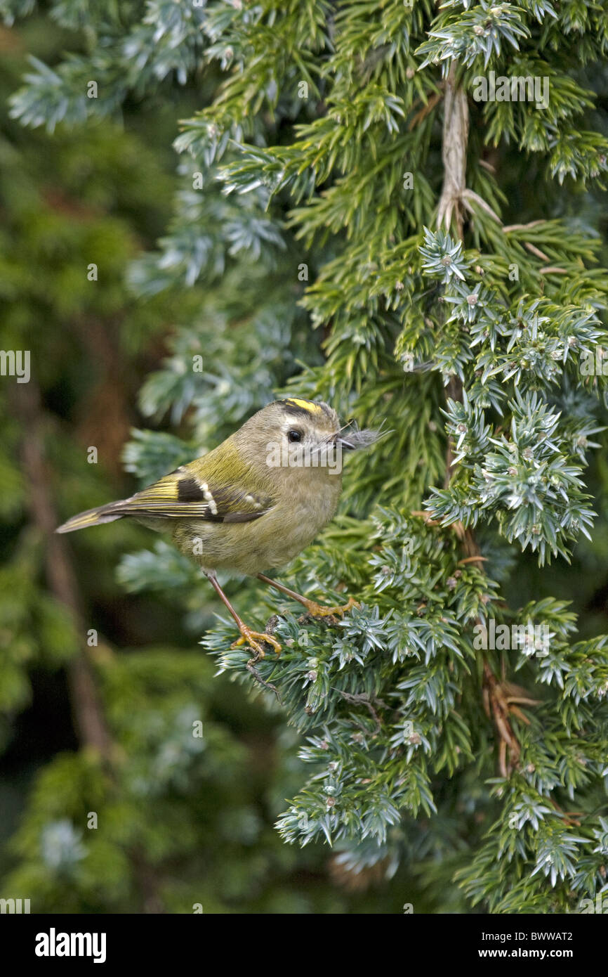 Goldcrest nest uk hi-res stock photography and images - Alamy