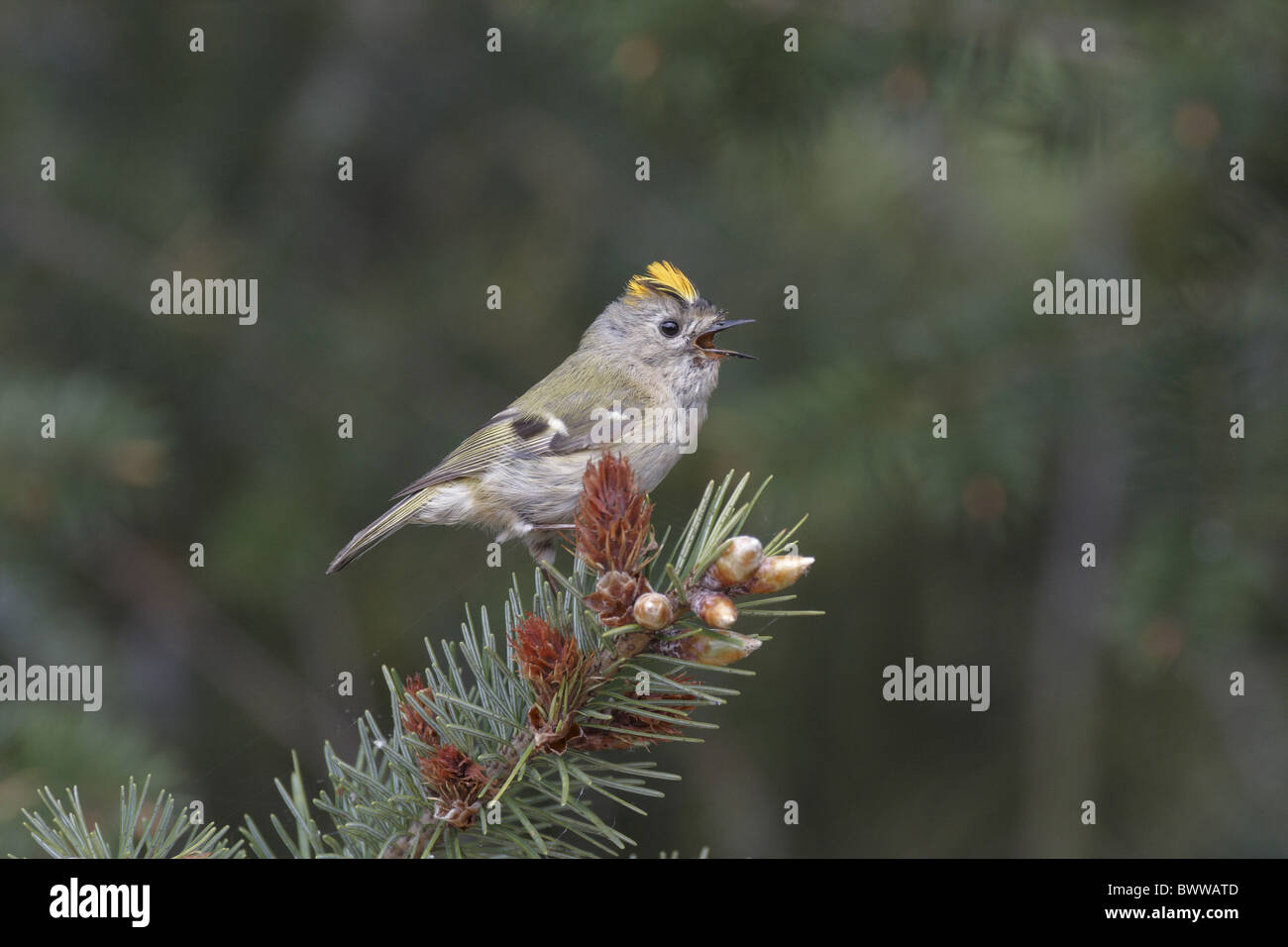 Female goldcrest hi-res stock photography and images - Alamy