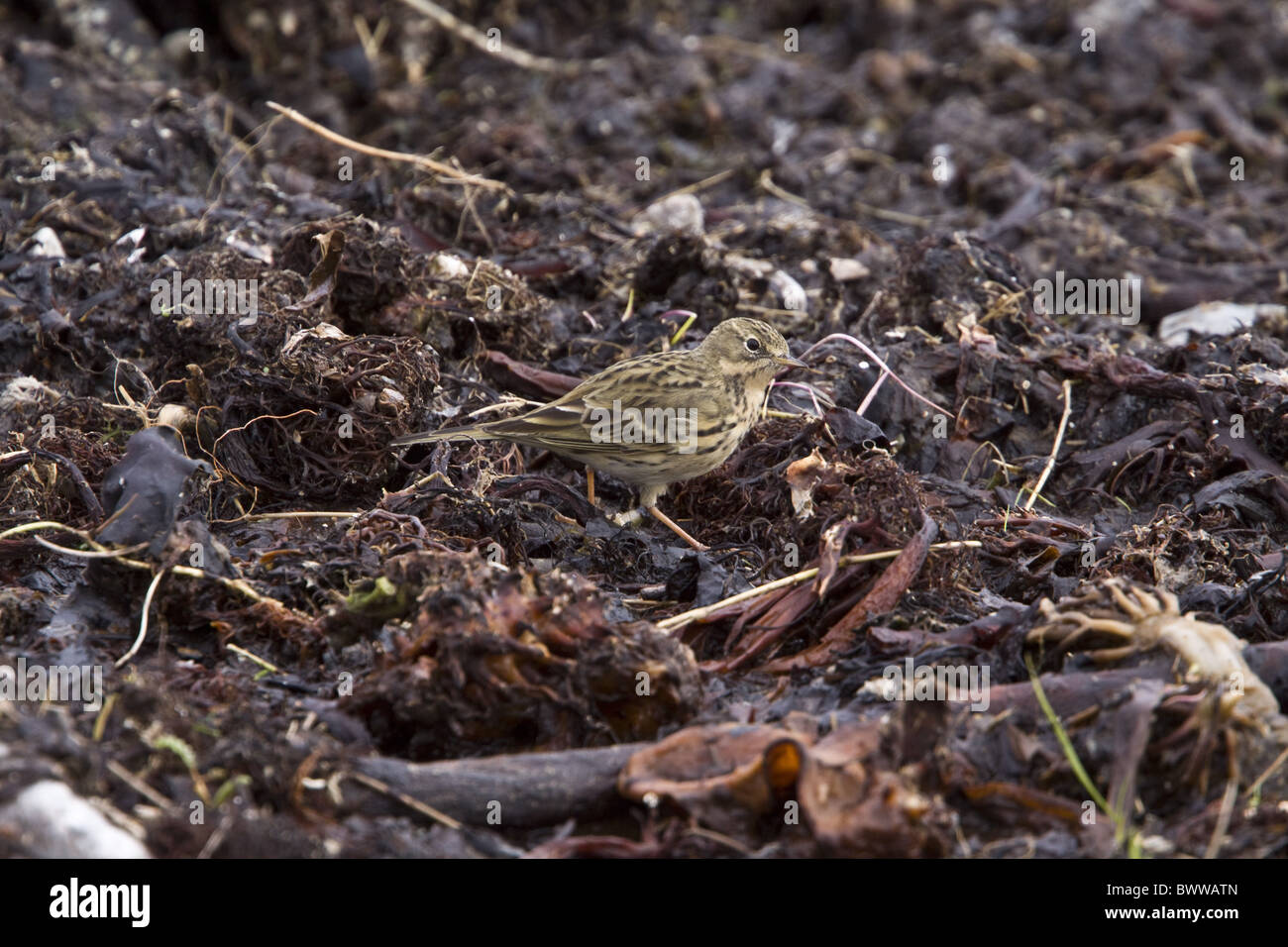 pipit meadow anthus pratensis sea shore weed seashore pipit pipits bird ...