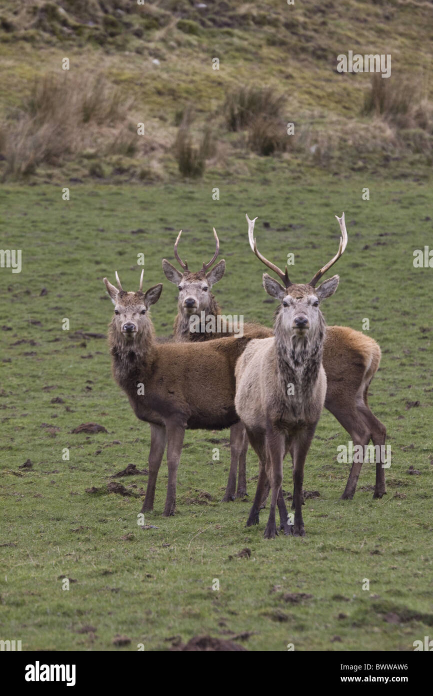 deer red antler growth male Cervus elaphus deer deers herbivore ...