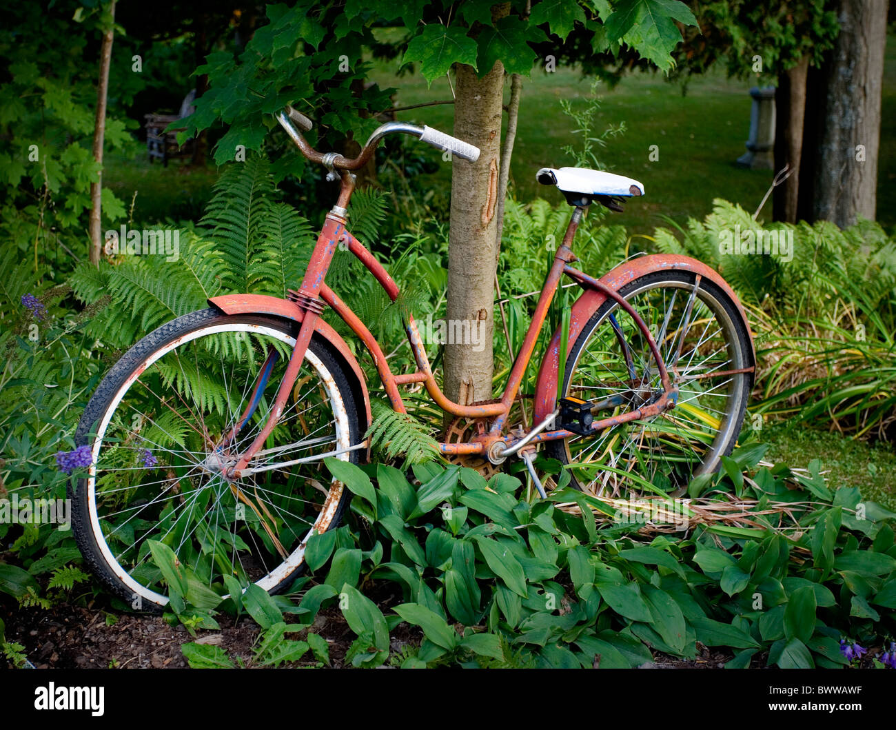 Red rusted bicycle underneath tree Stock Photo - Alamy