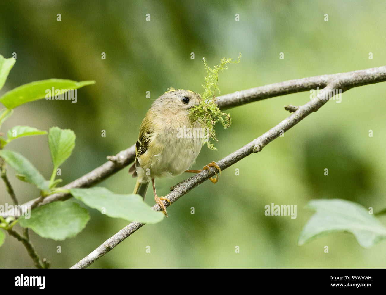 Goldcrest (Regulus regulus) adult, with moss nesting material in beak ...
