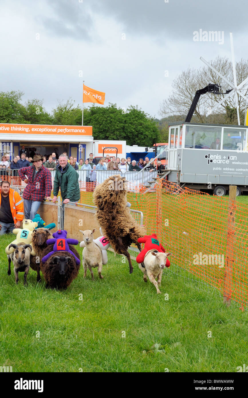 People watching sheep racing (Ovis aries) with Teddy bear jockeys at ...