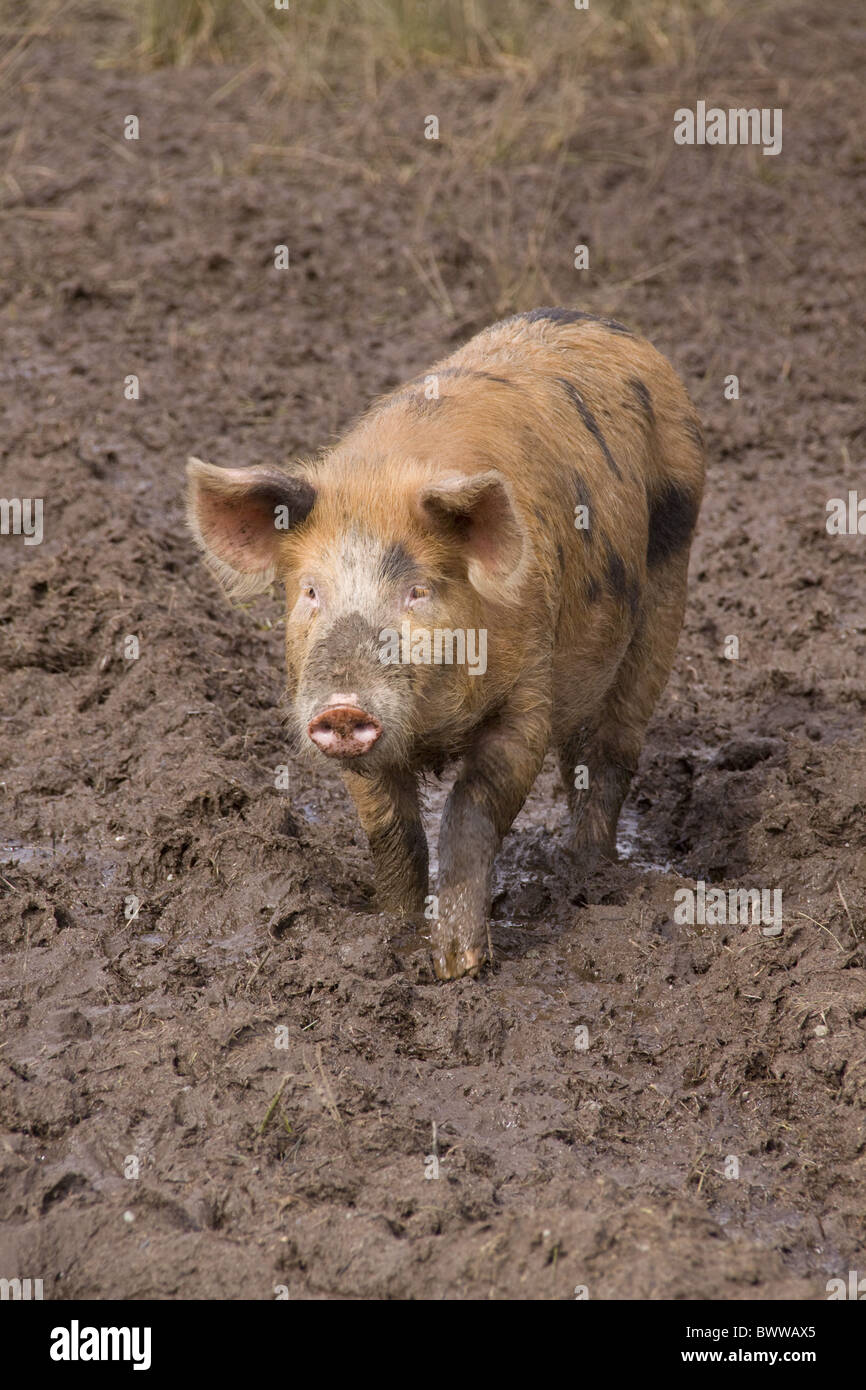 Cross breed pig hi-res stock photography and images - Alamy