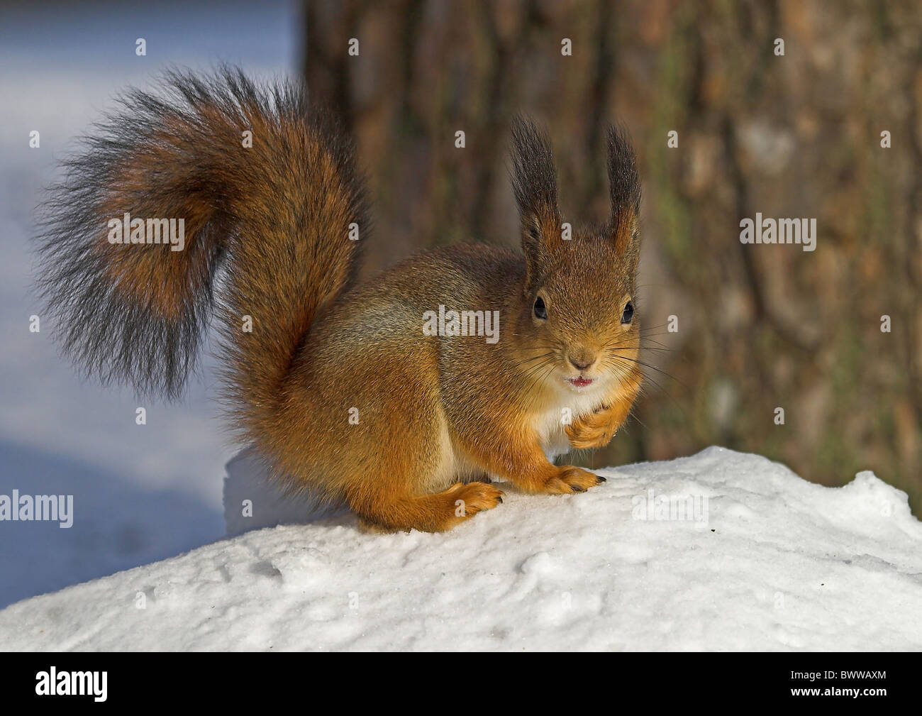 Orava Red Squirrel Sciurus vulgaris taavetti Finland squirrel squirrels ...
