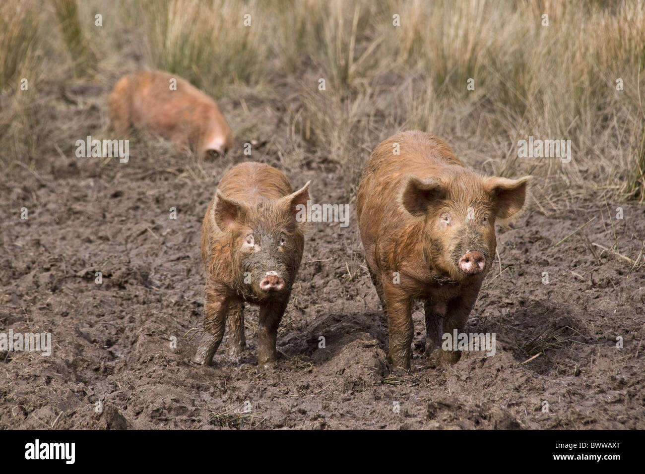 free range tamworth cross pigs Stock Photo - Alamy
