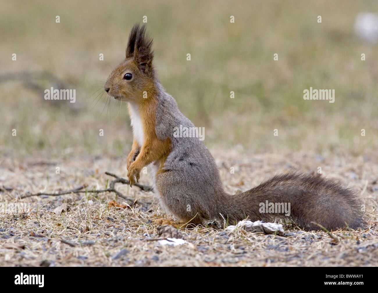 Orava Eurasian Red Squirrel Sciurus vulgaris Taavetti Finland squirrel ...
