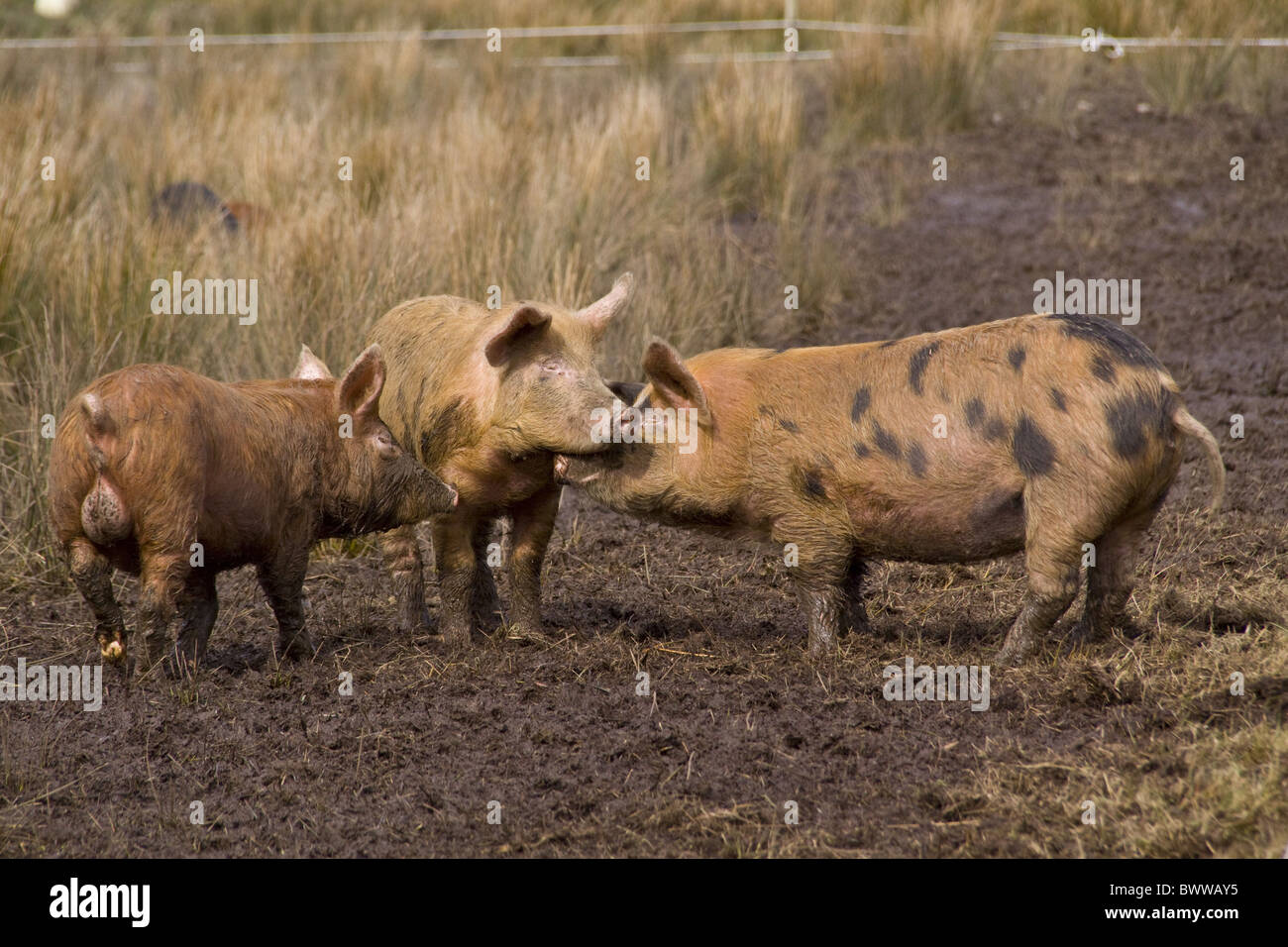 Tamworth cross pigs Stock Photo - Alamy
