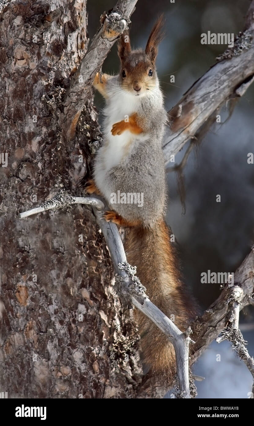 Orava Red Squirrel Sqiurus vulgaris Finland Taavetti squirrel squirrels ...