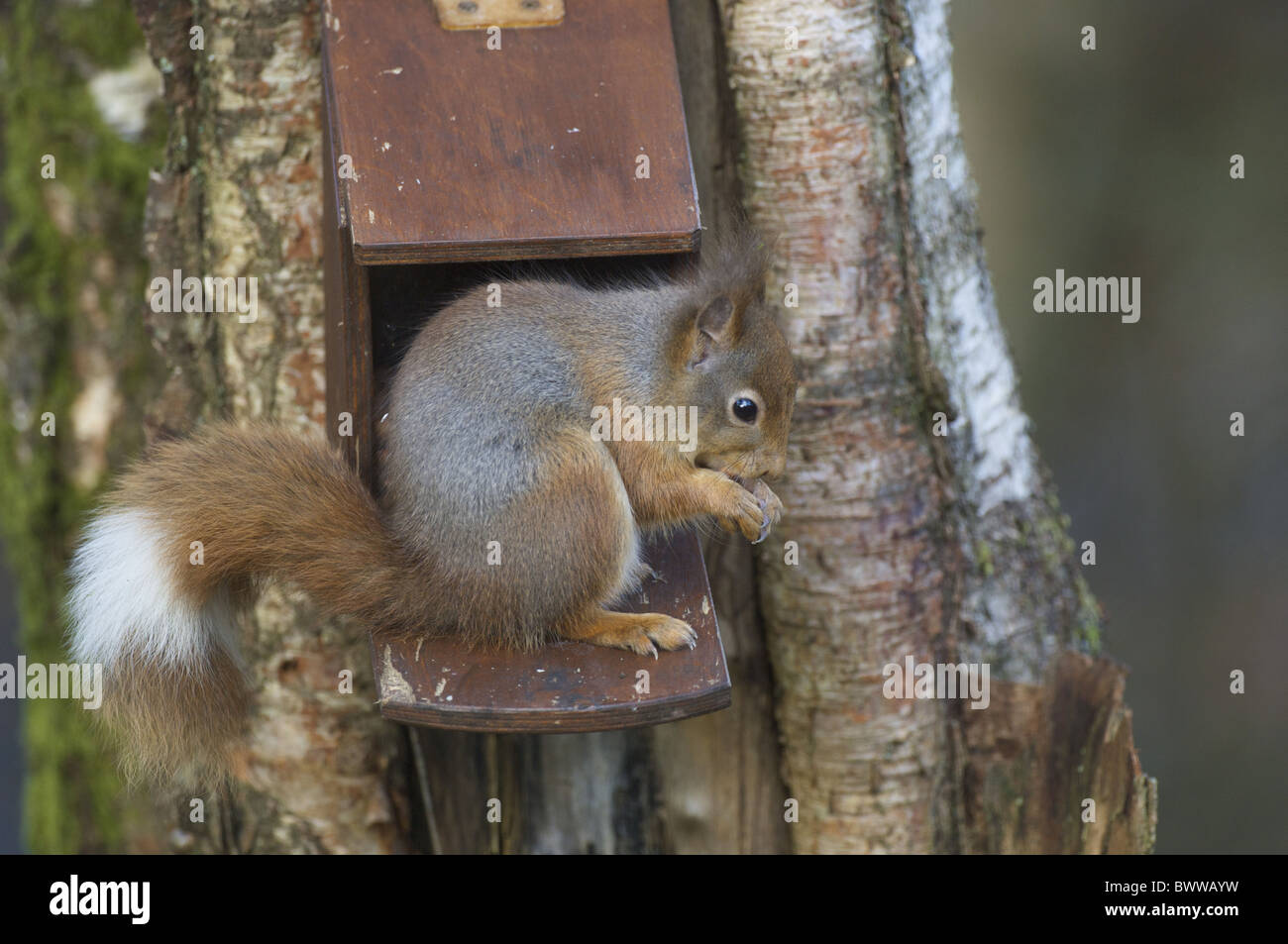 Eurasian Red Squirrel (Sciurus vulgaris) adult, with white tail ring ...