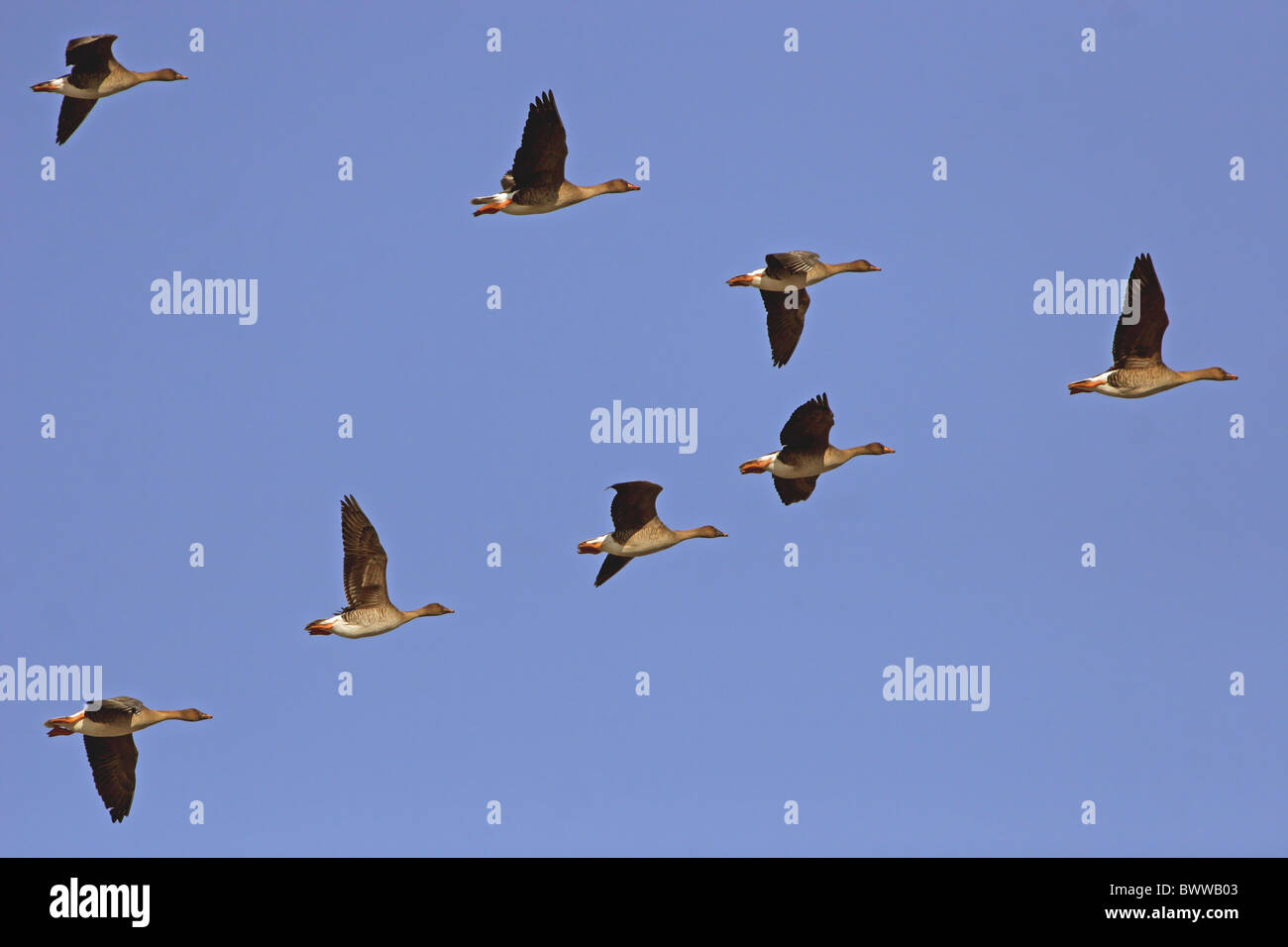 Taiga Bean Goose (Anser fabalis fabalis) eight adults, in flight, in v ...