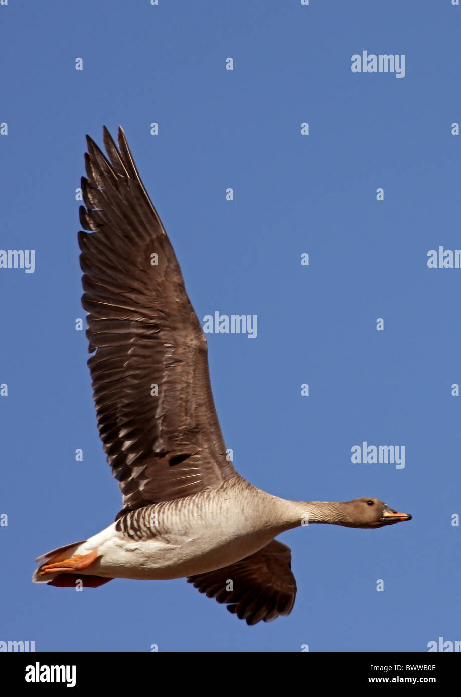 Taiga Bean Goose (Anser fabalis fabalis) adult, in flight, Finland ...