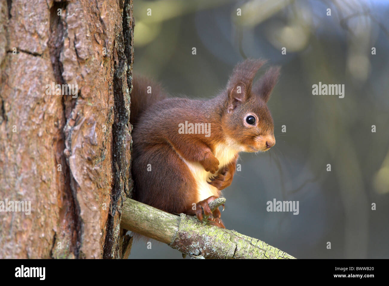 Eurasian Red Squirrel (Sciurus vulgaris) adult, sitting on Scots Pine ...