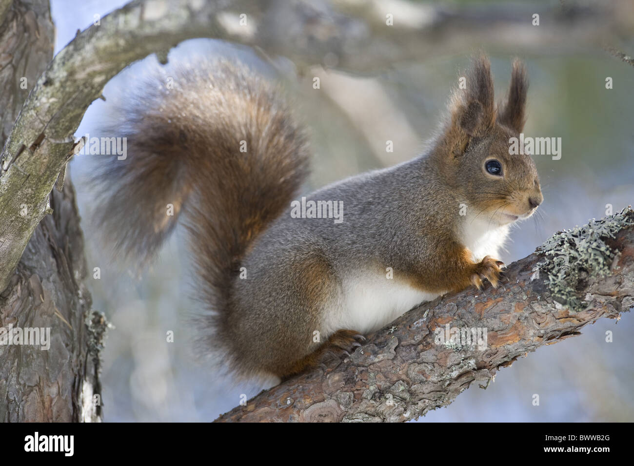 FR : Ecureuil d'Eurasie ou Ecureuil roux Mammals Sciurus vulgaris ...