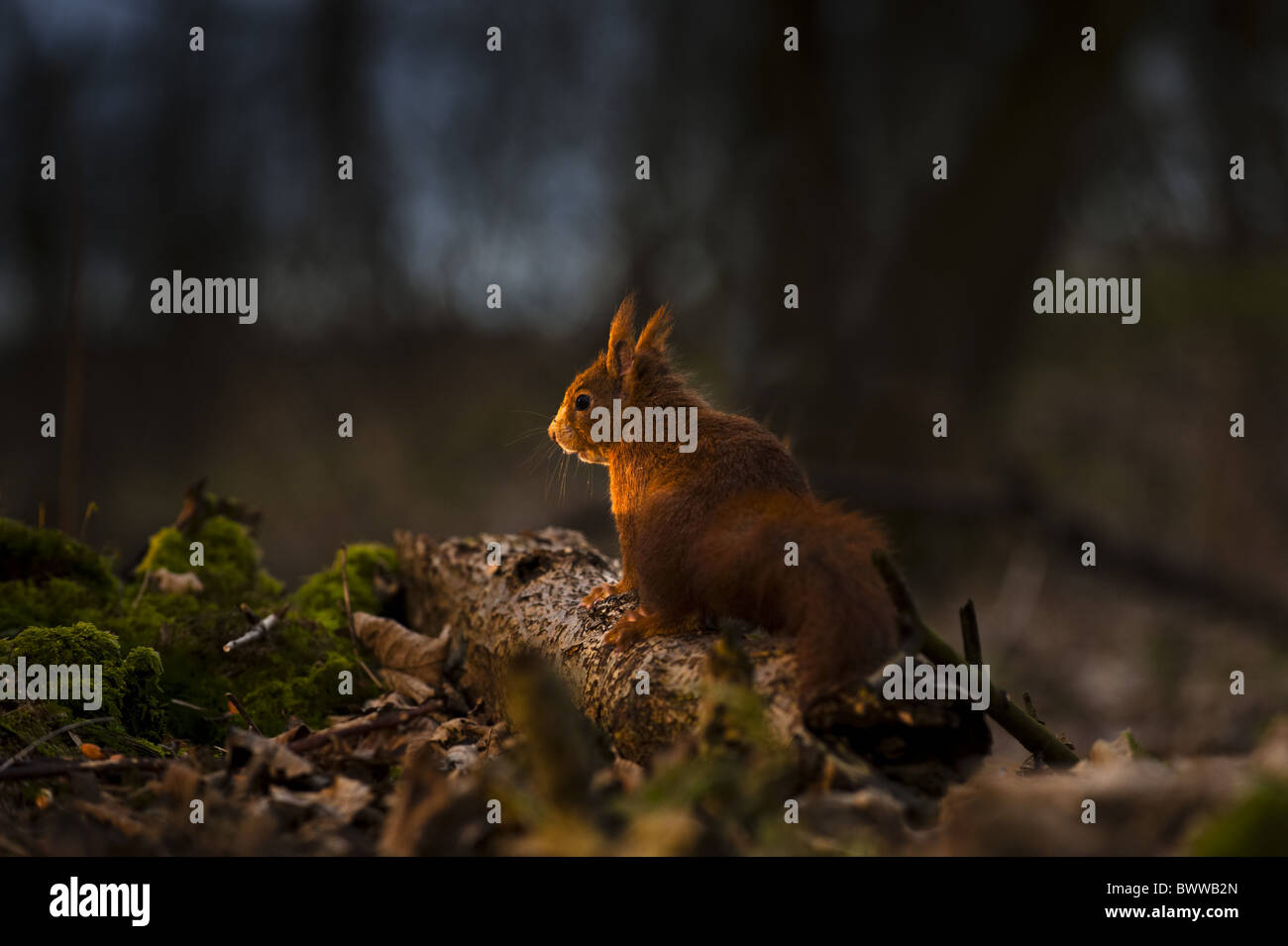 alone animals atmospheric backlit britain close up cute eating england ...