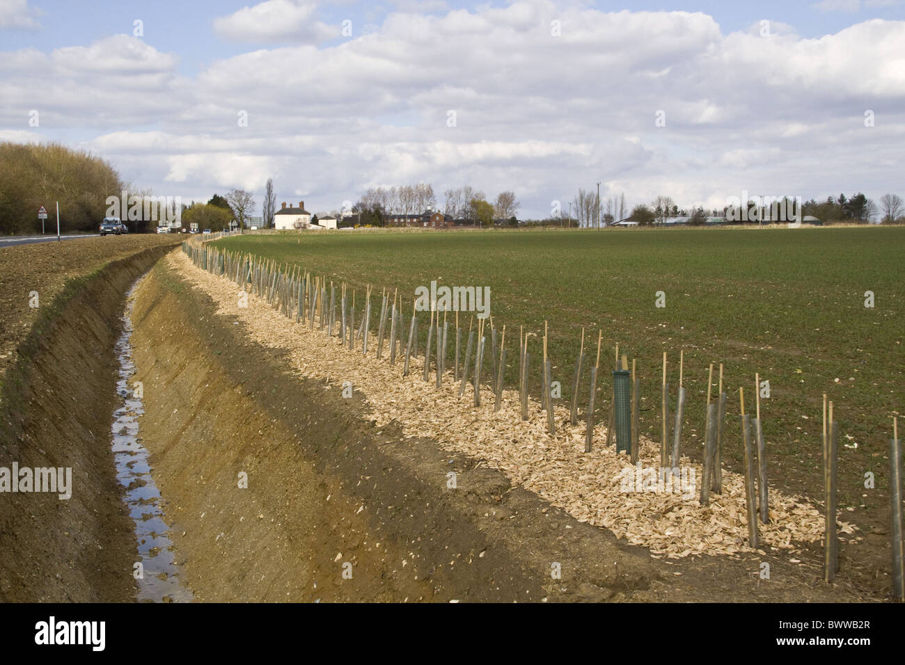 wood chips hedge hedging protectors wheat ditch new tubes hedgerow road ...