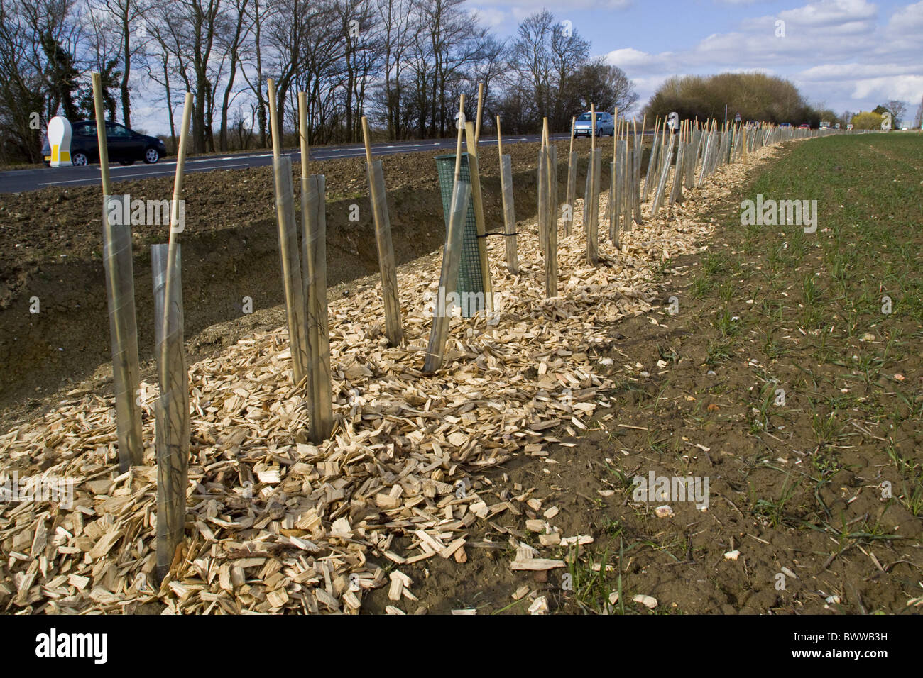 wood chips hedge hedging protectors wheat ditch new tubes hedgerow road ...