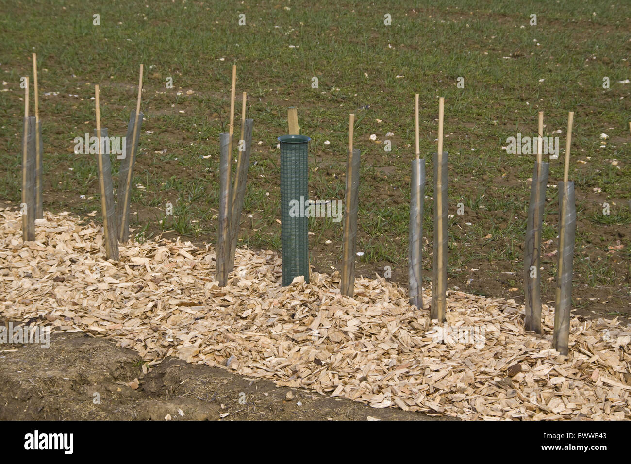 wood chips hedge hedging protectors wheat ditch new tubes hedgerow road ...