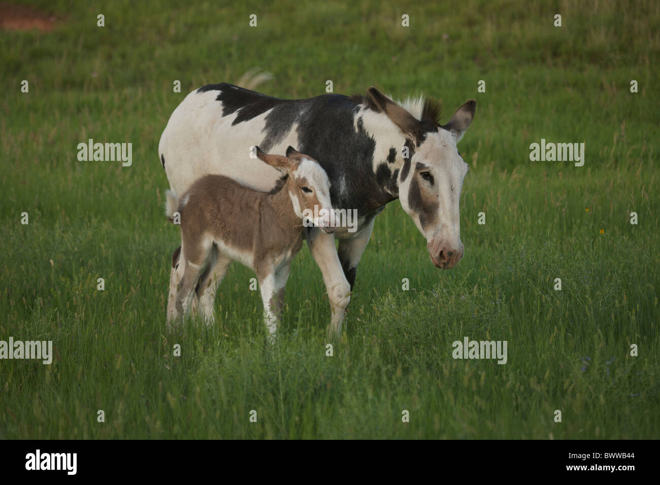 Feral donkey hi-res stock photography and images - Alamy
