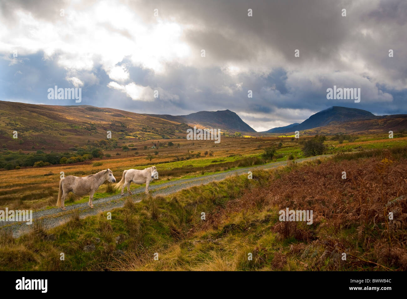 Ponies on the track to Llyn Cowlyd Reservoir. Craig Wen visible on left ...