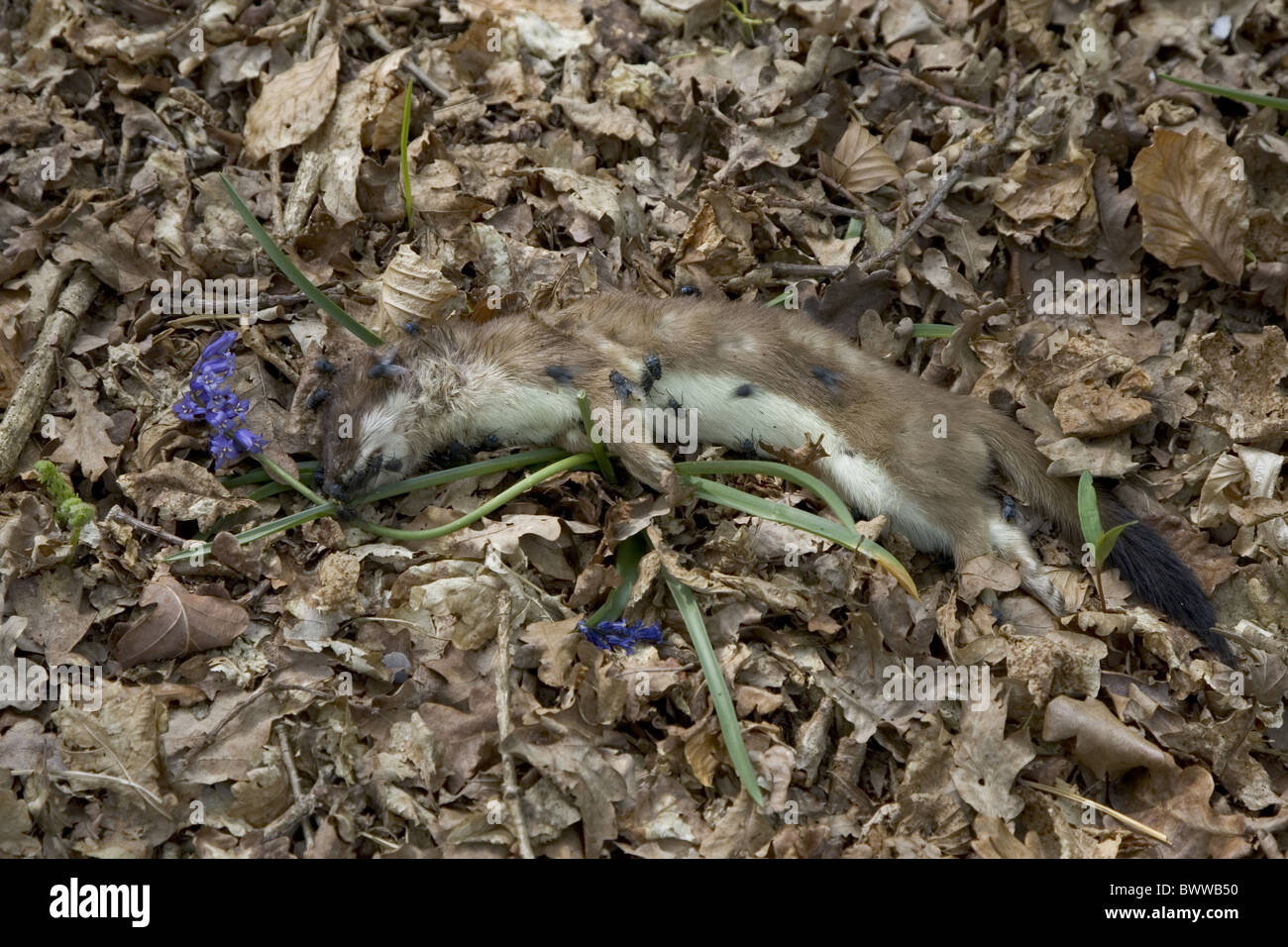 Stoat (Mustela erminea) adult, dead on woodland floor, flies on body ...