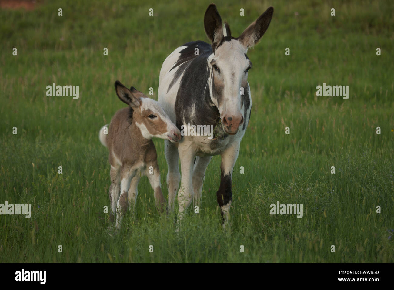 Feral Burro or Donkey (Equus asinus) (Equus africanus asinus) - Custer ...