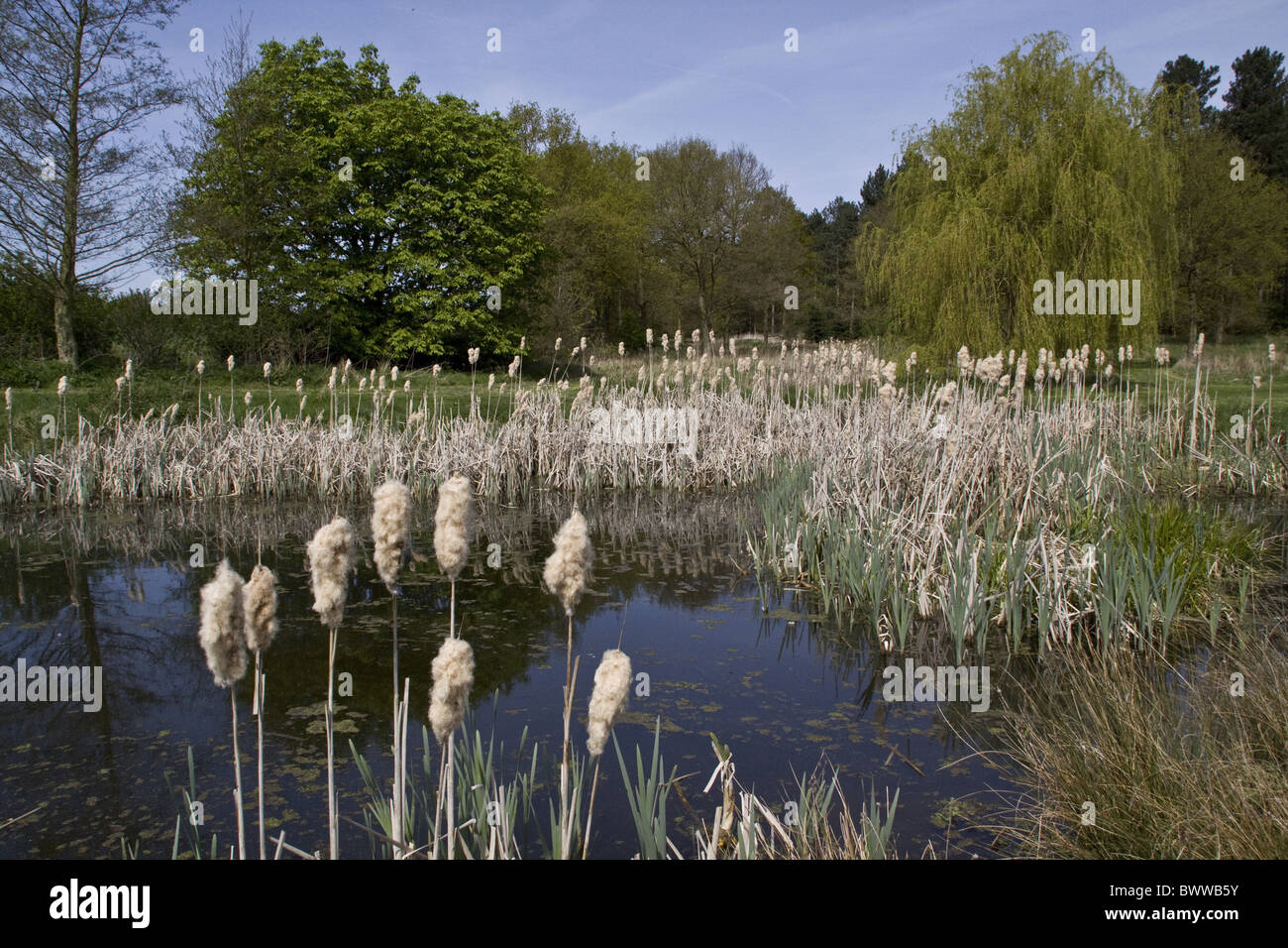 Country pond with bulrush cottony spikes Stock Photo - Alamy