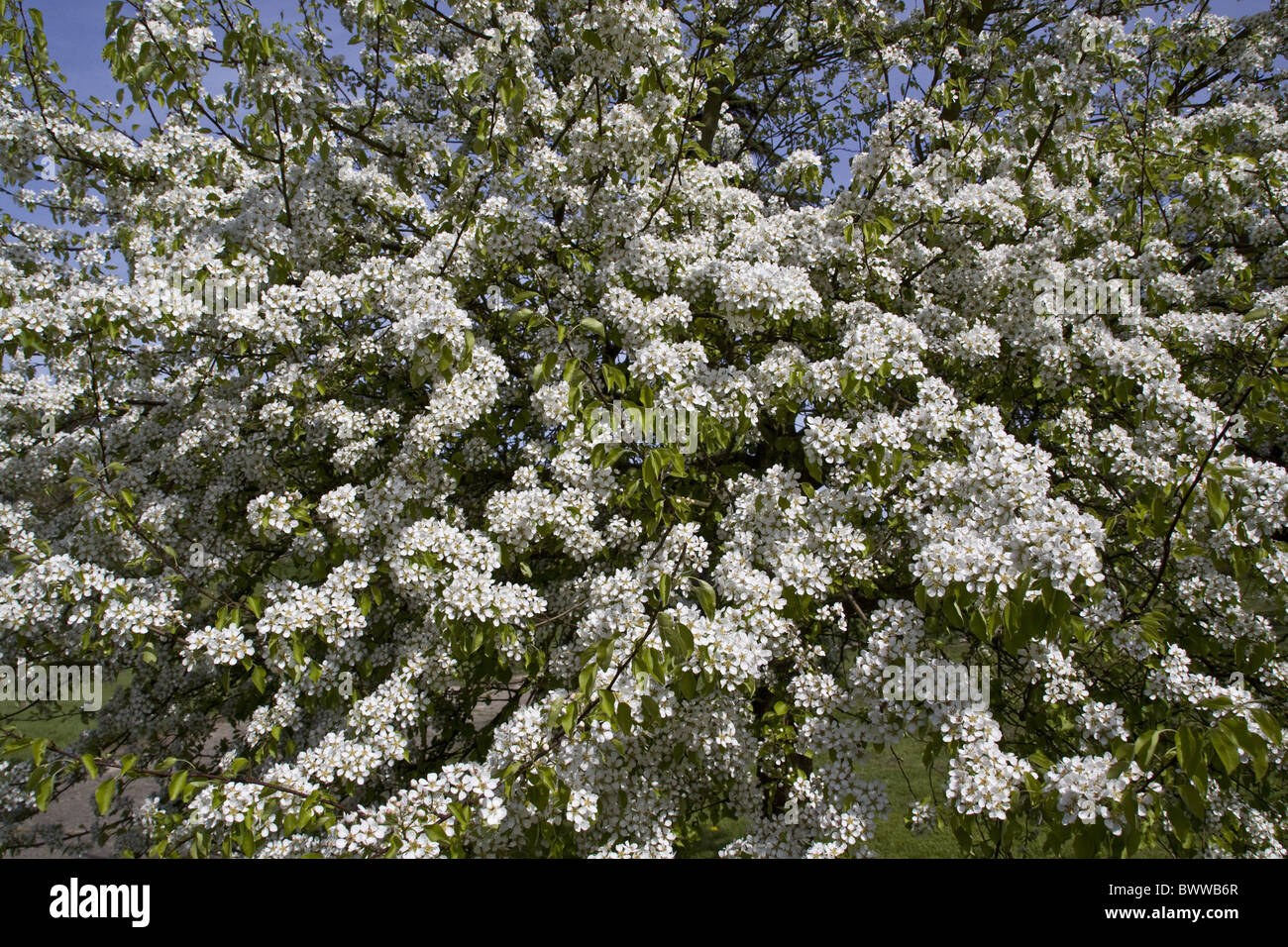 Pyrus longipes tree in flower Stock Photo - Alamy