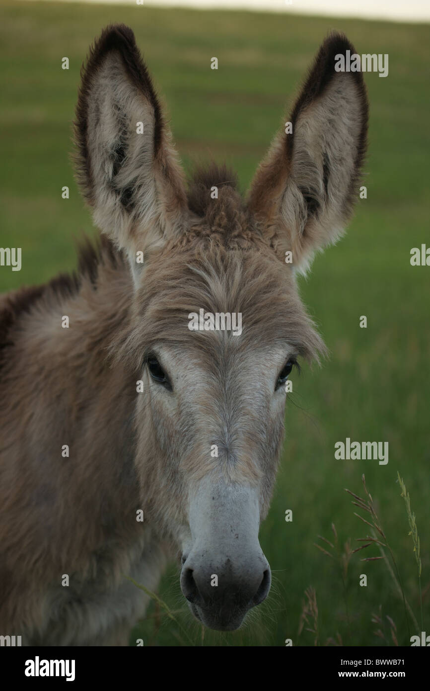 Feral Burro or Donkey (Equus asinus) (Equus africanus asinus) - Custer ...