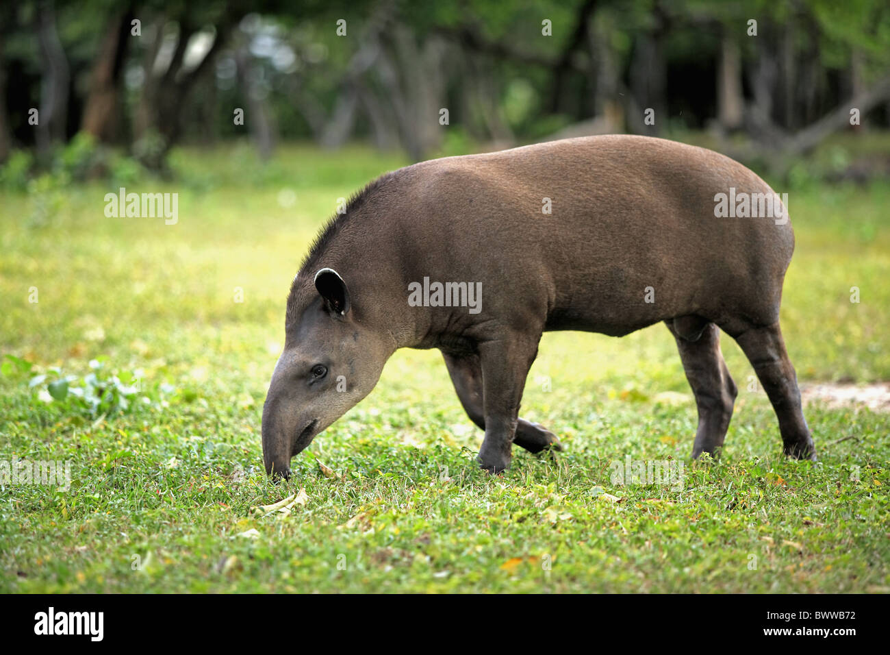 Brazilian Tapir Tapirus terrestris adult feeding Stock Photo - Alamy