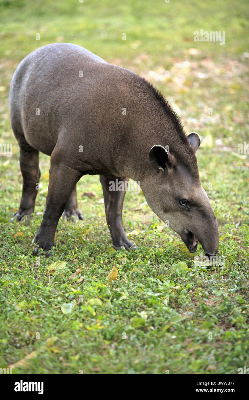 fressend - feeding tapir tapirs tapiridae tapiridaes herbivore mammal ...