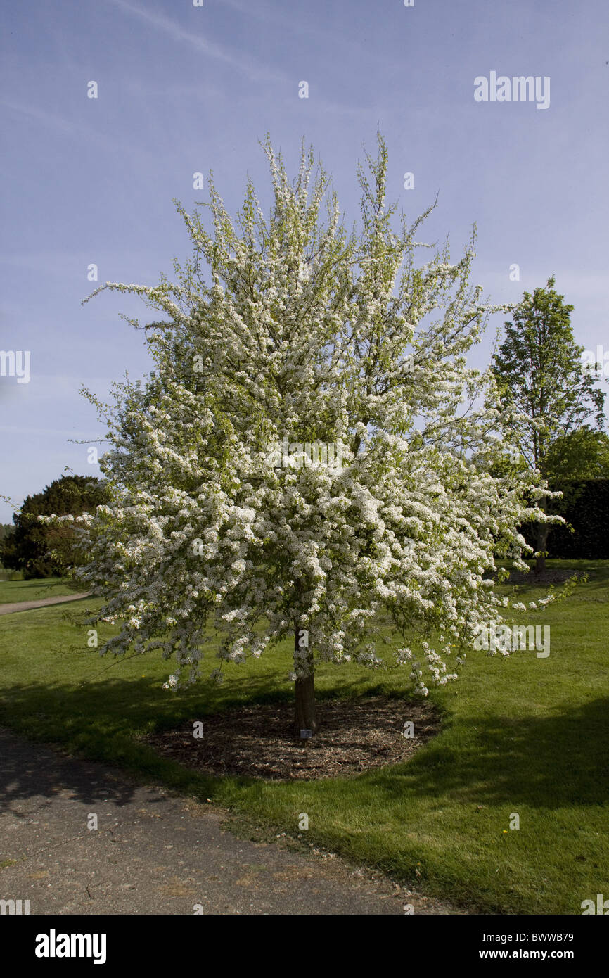 Pyrus longipes tree in flower (April Stock Photo - Alamy