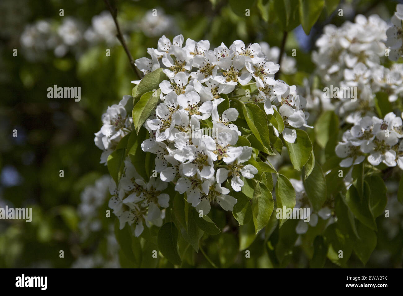Pyrus cossonii blossom Stock Photo - Alamy