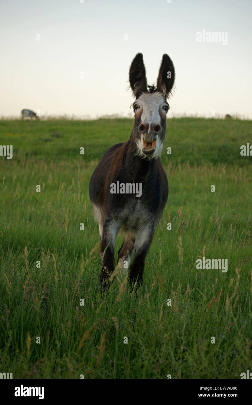 Feral Burro or Donkey (Equus asinus) (Equus africanus asinus) - Custer ...
