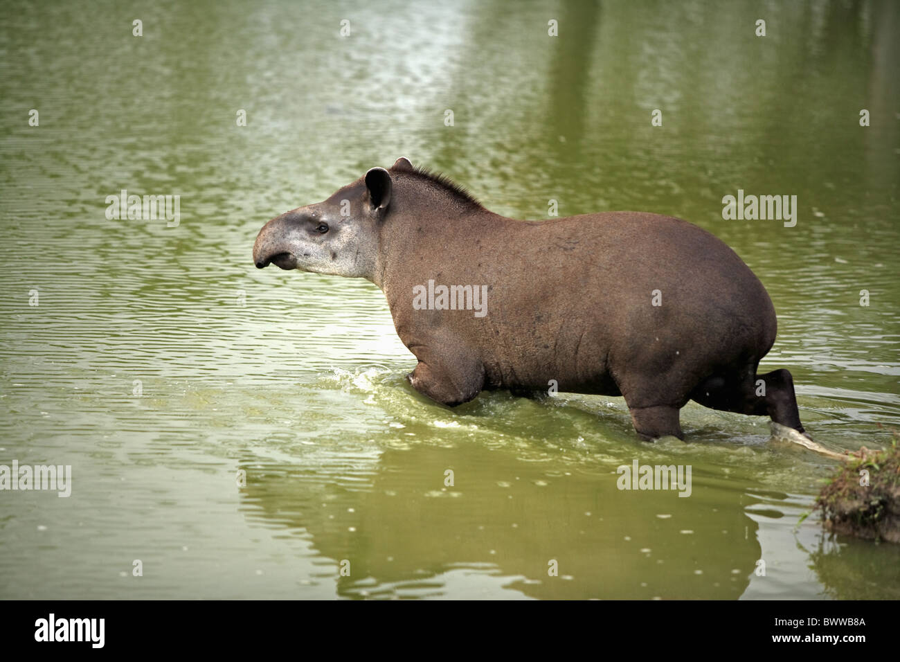 im Wasser - in water tapir tapirs tapiridae tapiridaes herbivore mammal ...
