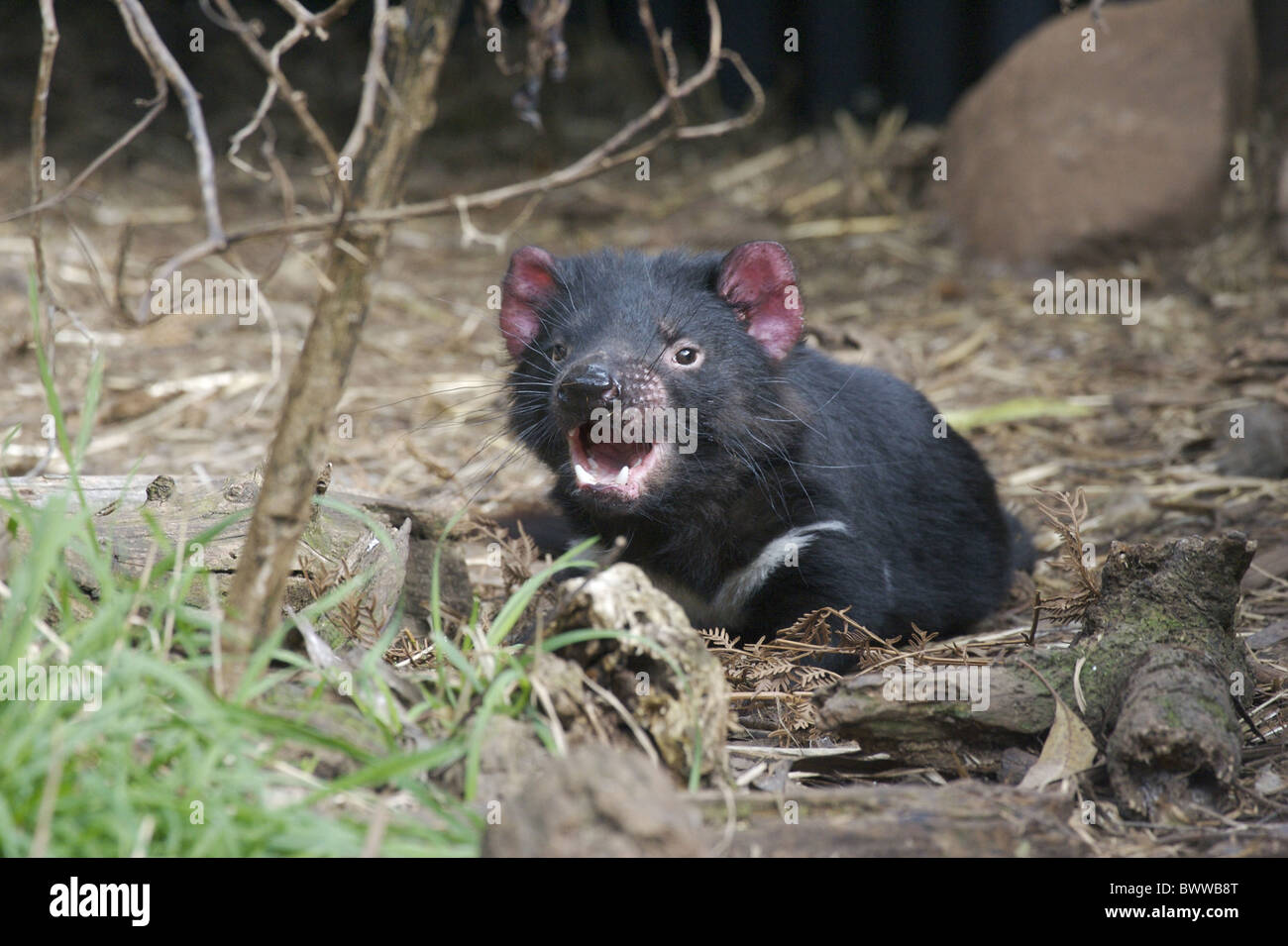 tasmanian devil "tasmanian devils" tasmania tasmanian australia ...