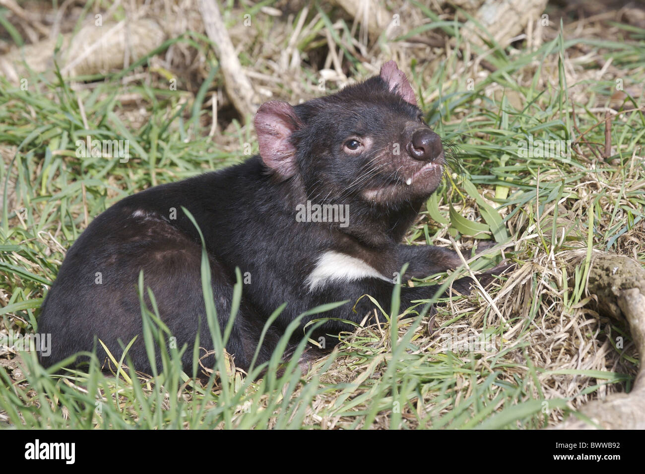 tasmanian devil "tasmanian devils" tasmania tasmanian australia ...