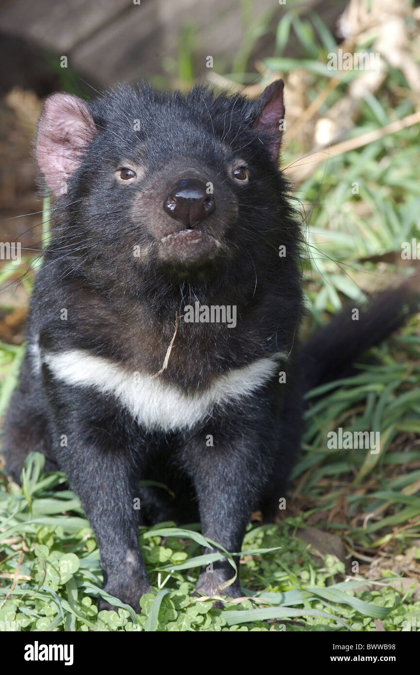Tasmanian Devil Facts Australian Marsupials Endangered