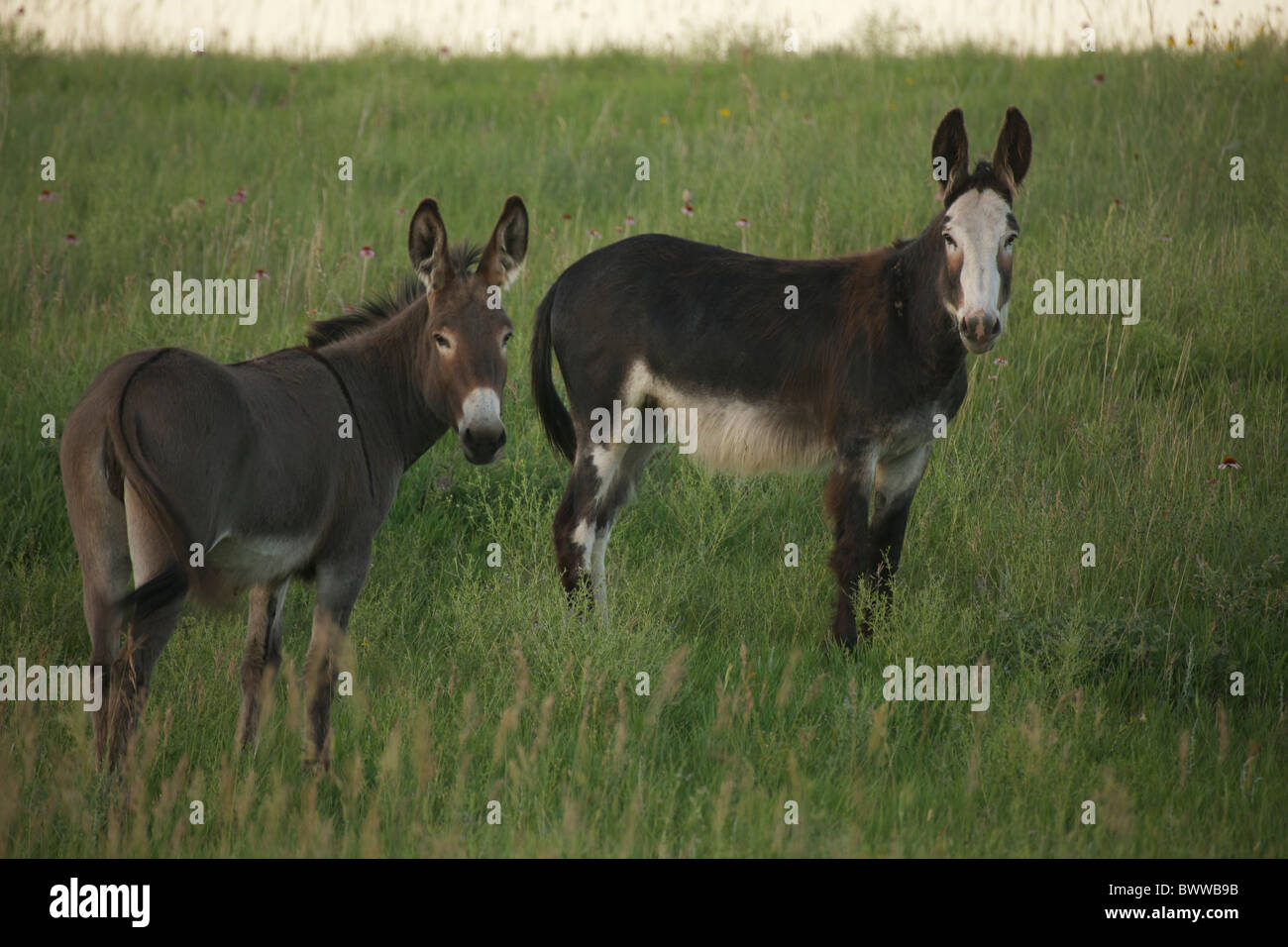 Feral Burro or Donkey (Equus asinus) (Equus africanus asinus) - Custer ...