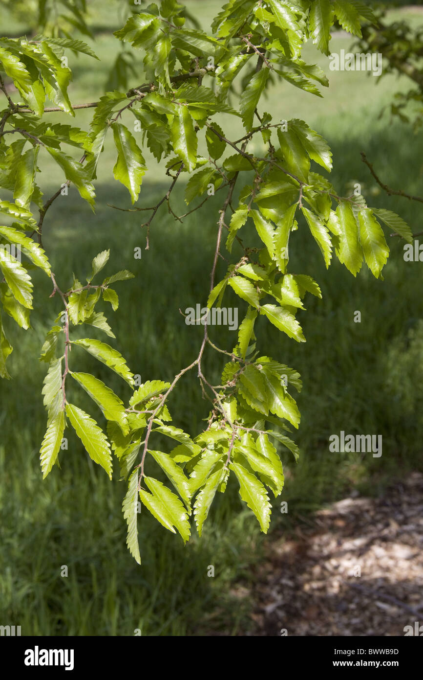 Spring leaves of Caucasian Elm Stock Photo - Alamy