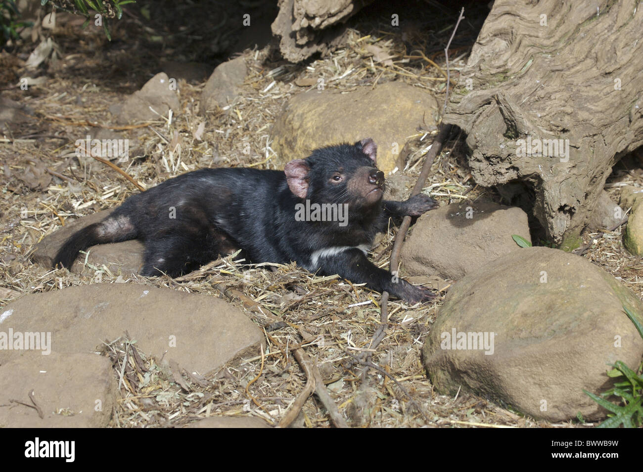 tasmanian devil "tasmanian devils" tasmania tasmanian australia australian australasia ...