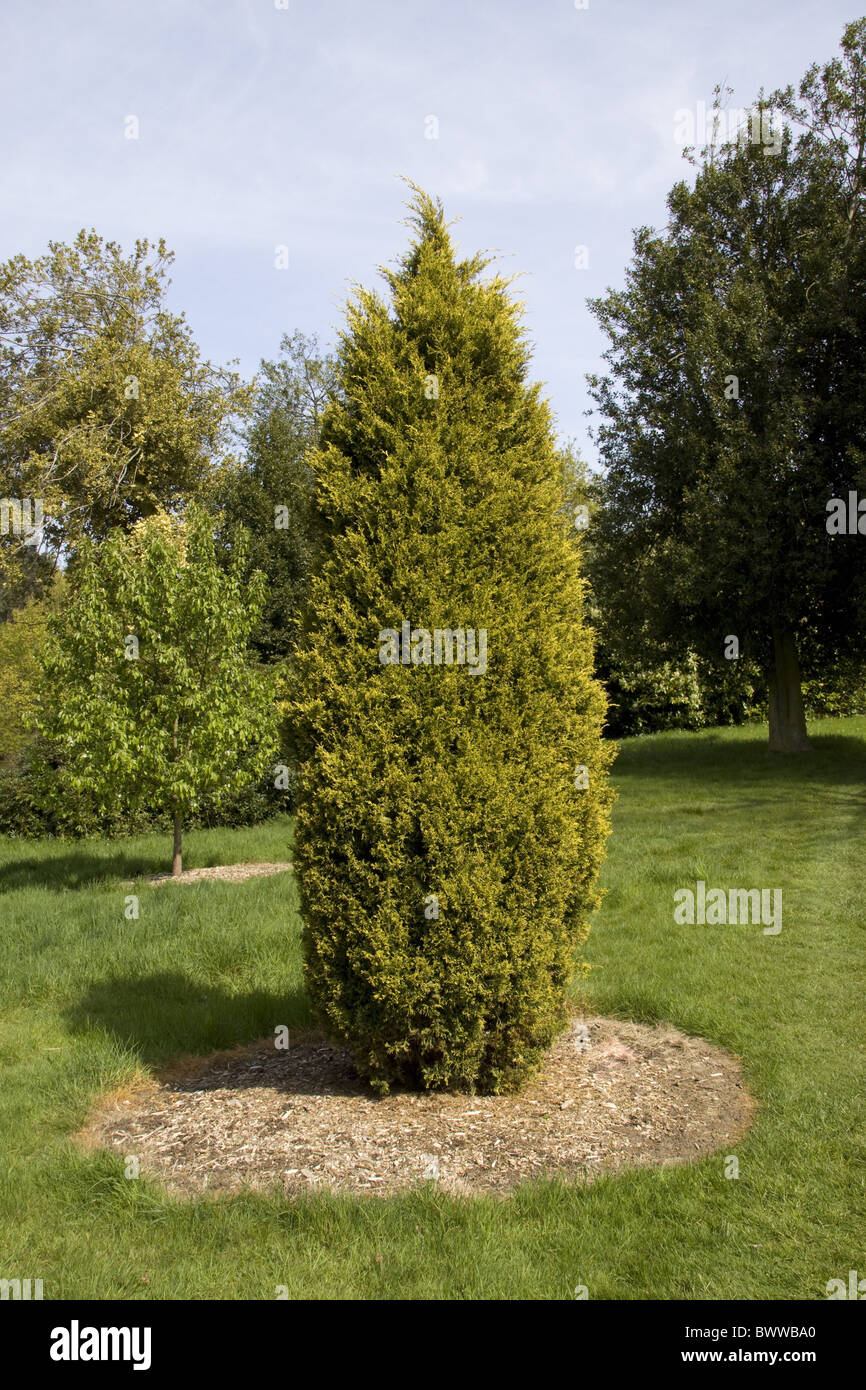 Juniperus chinensis ‘aurea’ hi-res stock photography and images - Alamy