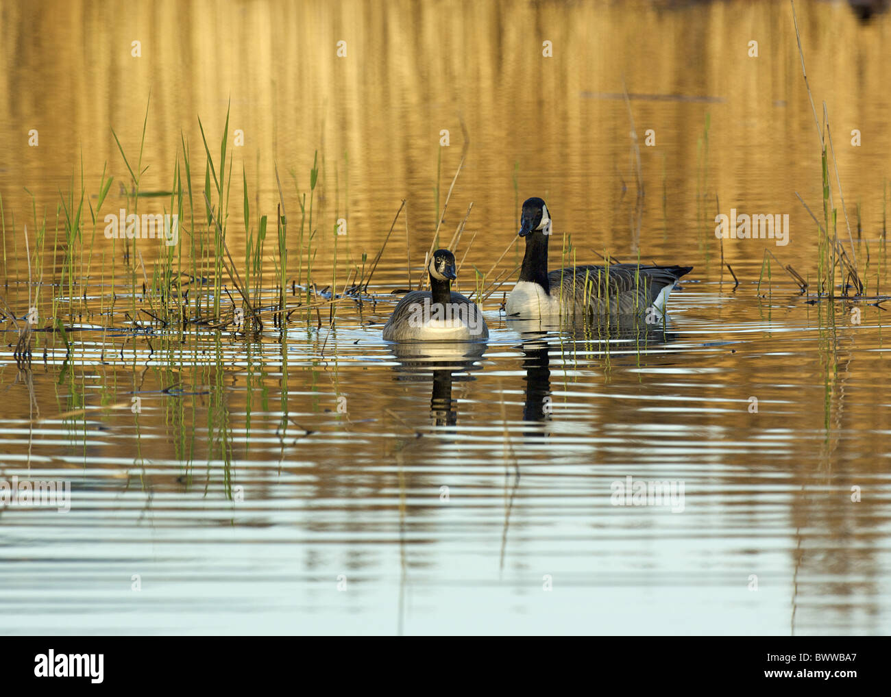 Mersehead Rspb Reserve High Resolution Stock Photography and Images - Alamy