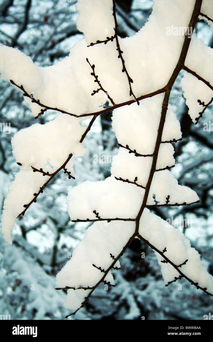 Tree drift hi-res stock photography and images - Alamy