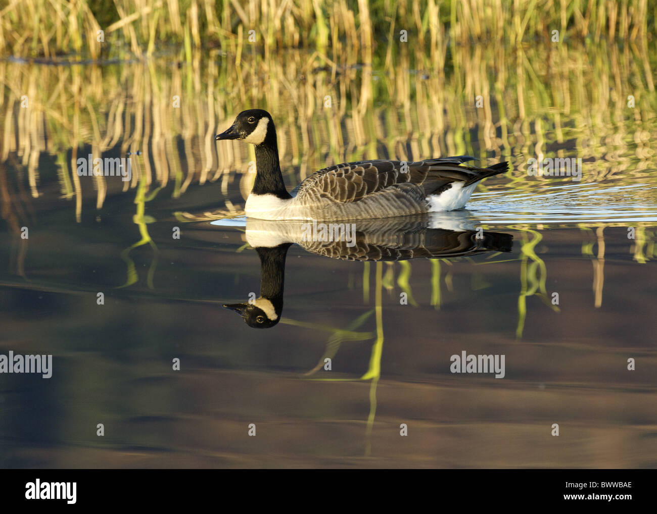 Mersehead Rspb Reserve High Resolution Stock Photography and Images - Alamy
