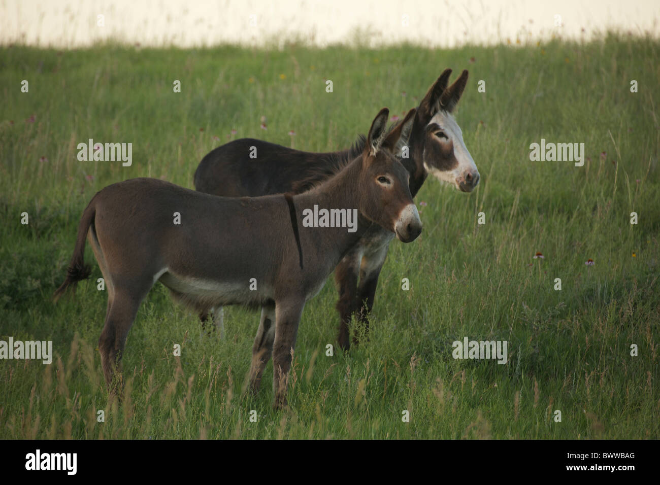 Donkey preservation hi-res stock photography and images - Alamy